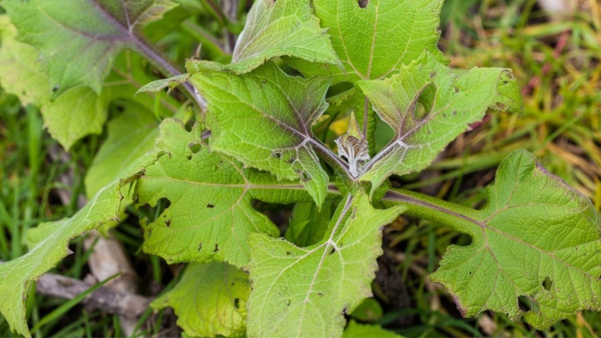 Manfaat Yakon untuk Kesehatan - KlikDokter