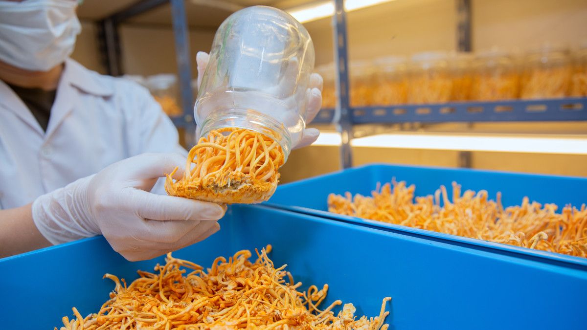 2 Obat Herbal Virus Corona Kalbe Farma Ikut Uji Klinis - KlikDokter