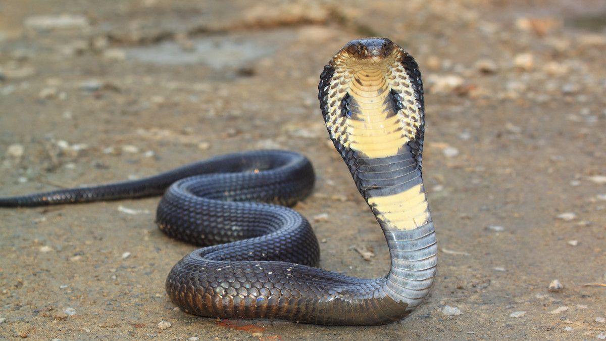 Jenis Serum Anti-Bisa Ular yang Ada di Indonesia - KlikDokter