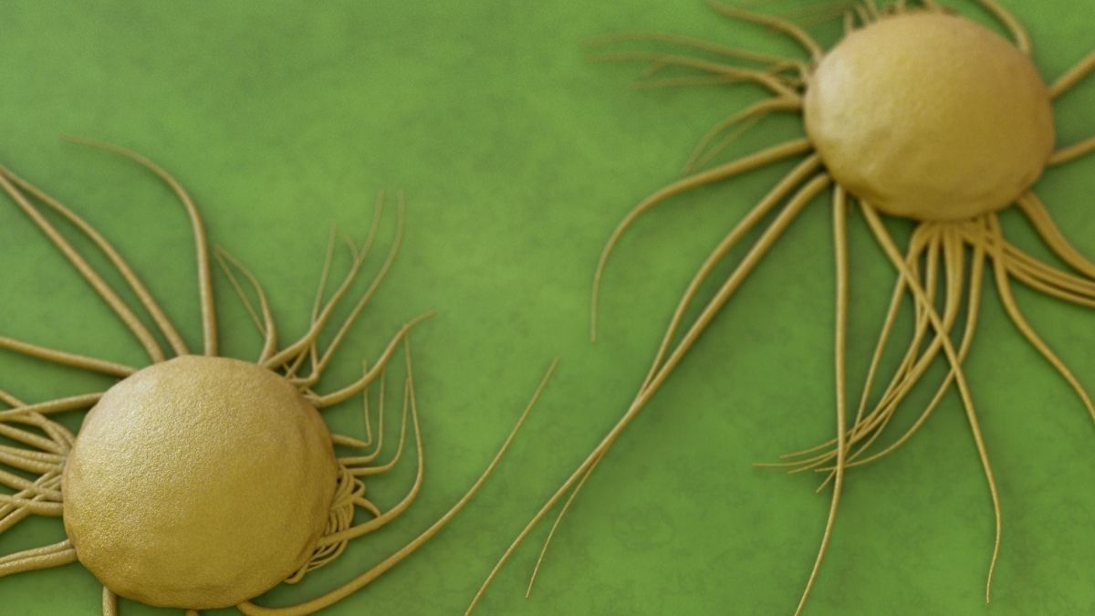 Daftar Makanan Untuk Mencegah Kanker Serviks Klikdokter